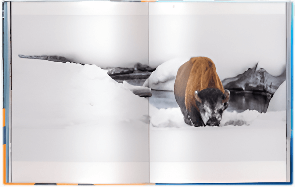 Marko Dimitrijevic Author | Books BIG & Frontier Investor